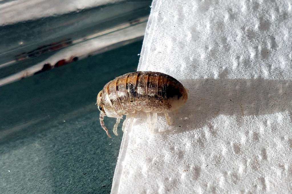 Talitrus saltator y Tylos europaeus (Crustacea), dos habitantes de la ...
