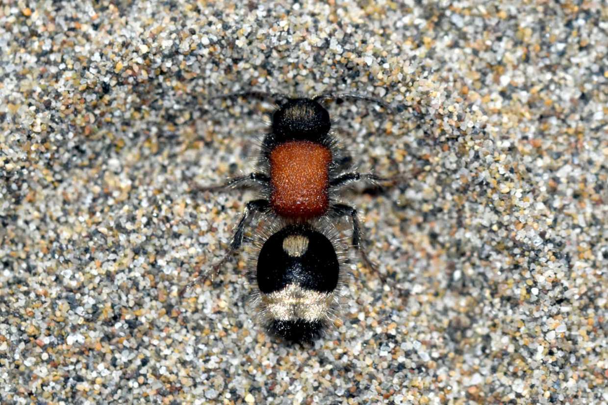 Hormigas de terciopelo o de felpa, mutílidos (Hymenoptera, Mutillidae ...