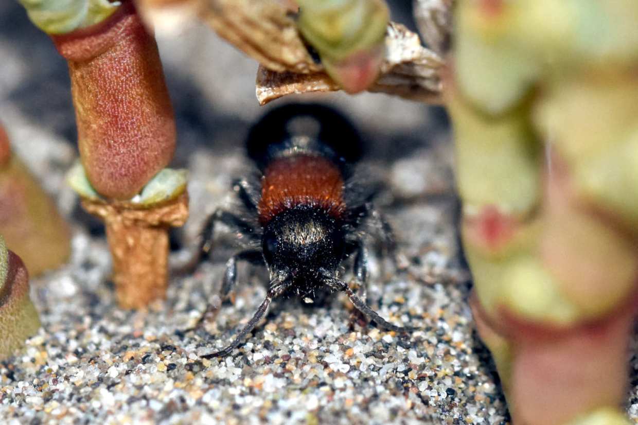 Hormigas de terciopelo o de felpa, mutílidos (Hymenoptera, Mutillidae ...