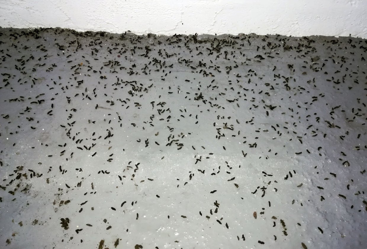 Excrementos de ratón y de murciélago – El desinsectador y desratizador