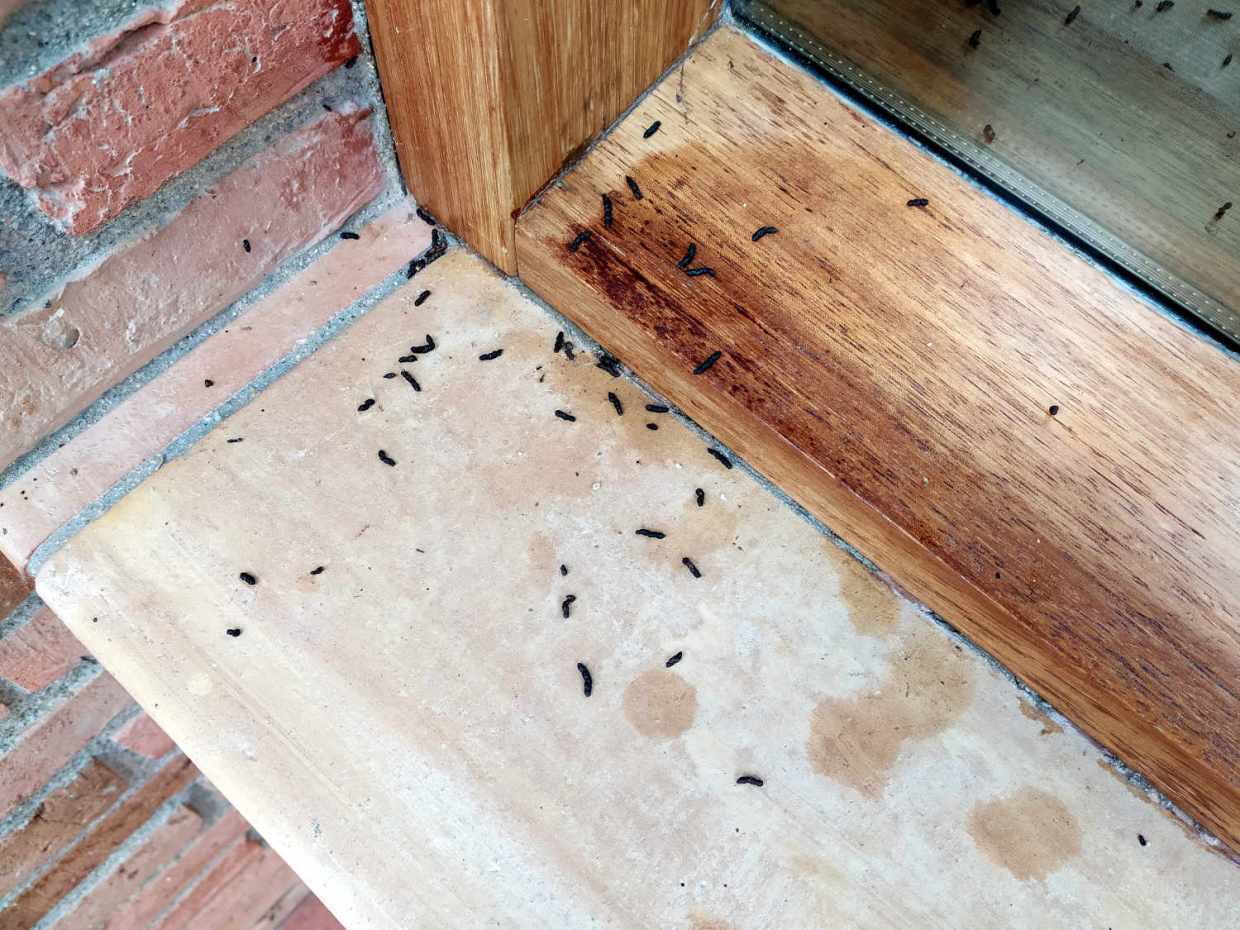 Excrementos de ratón y de murciélago – El desinsectador y desratizador