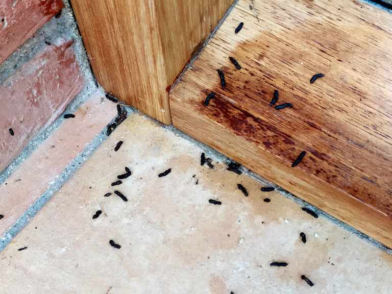 Excrementos de ratón y de murciélago – El desinsectador y desratizador