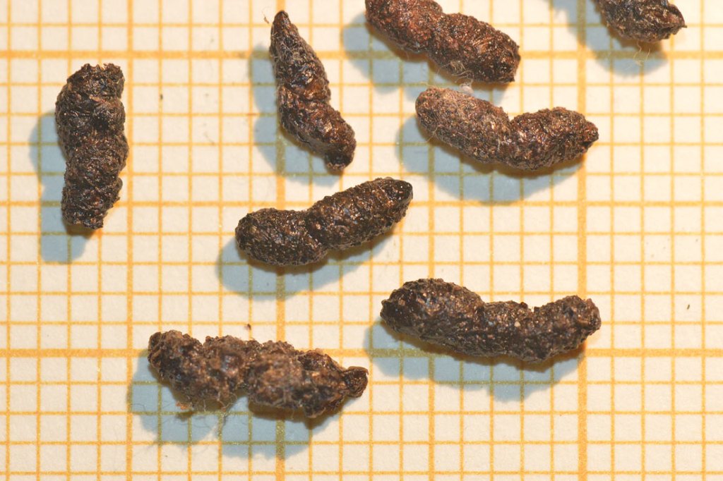 Excrementos de ratón y de murciélago – El desinsectador y desratizador