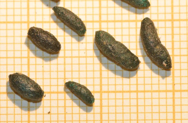 Excrementos de ratón y de murciélago – El desinsectador y desratizador