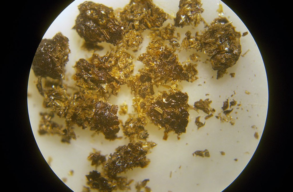 Excrementos de ratón y de murciélago – El desinsectador y desratizador