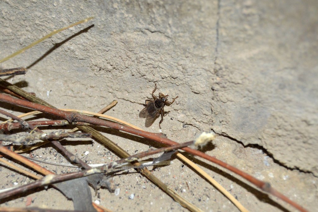 Imágenes de la mosca de las palomas (Pseudolynchia canariensis) – El ...