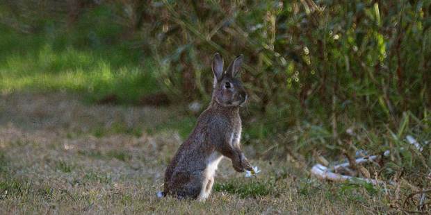 Conejo común, Oryctolagus cuniculus, en el río Besós – El desinsectador ...