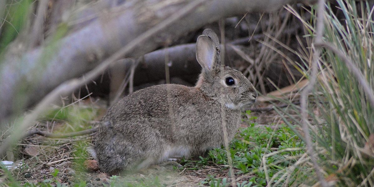Conejo común, Oryctolagus cuniculus, en el río Besós – El desinsectador ...