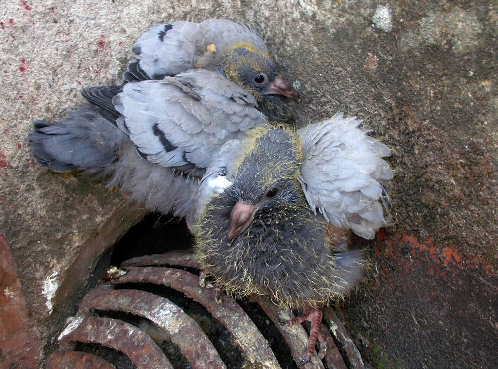 Pichones de paloma doméstica (Columba livia) – El desinsectador y ...