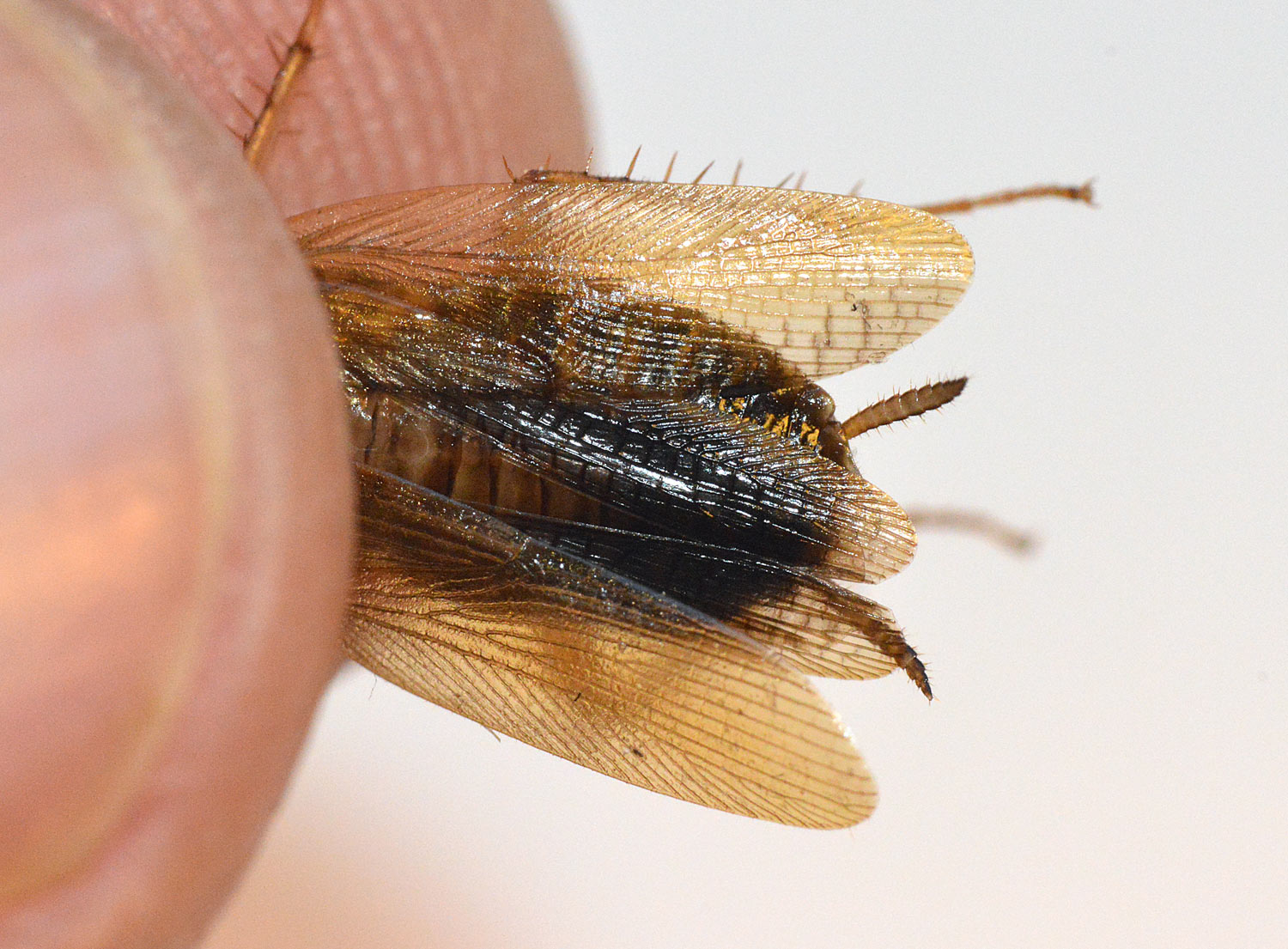 Imágenes de una cucaracha Blattella germanica (Blattodea, Blattellidae ...