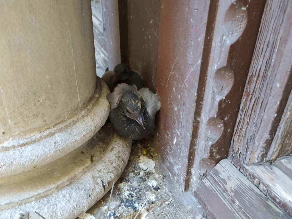 Pichones de paloma doméstica (Columba livia) – El desinsectador y ...