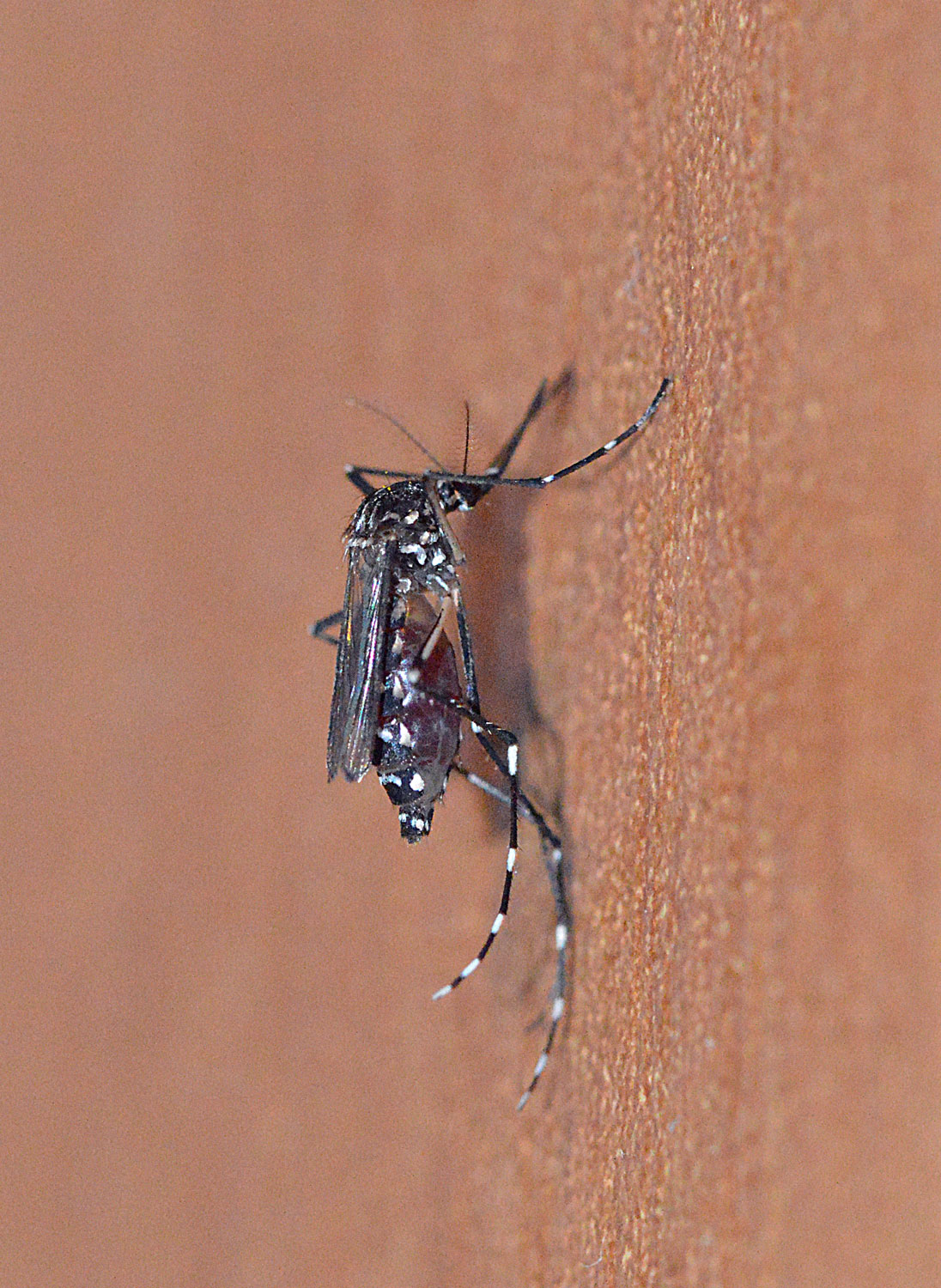 Dos artículos sobre mosquitos de Roger Eritja y Carles Aranda ...