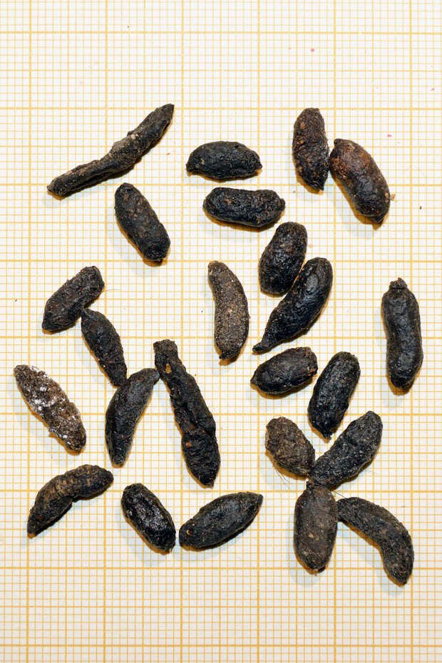 Excrementos de rata negra (Rattus rattus) y rata de alcantarilla ...