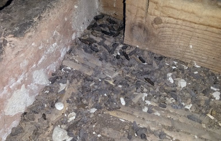 Excrementos de rata negra (Rattus rattus) y rata de alcantarilla ...