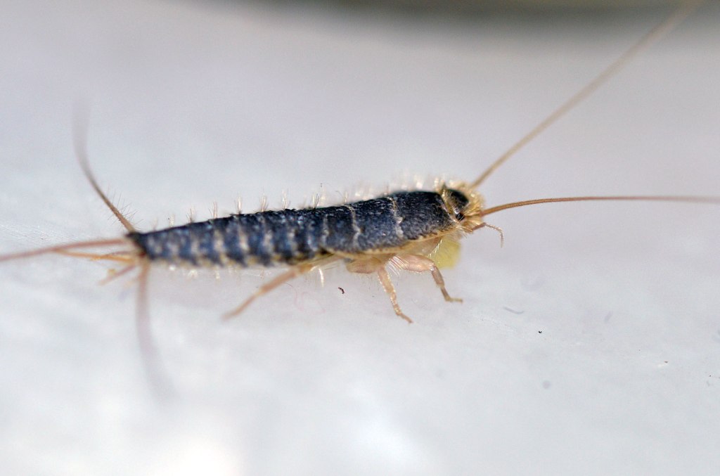 Imágenes de un pececillo de plata (Zygentoma, Lepismatidae) – El ...
