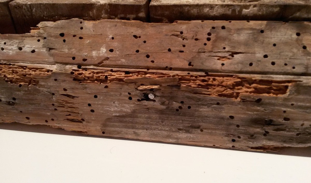 Aportación de la carcoma al arte – El desinsectador y desratizador