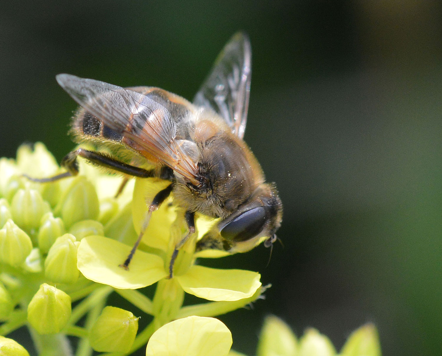 Mosca zángano, Eristalis tenax (Diptera, Syrphidae, Eristalinae) – El ...