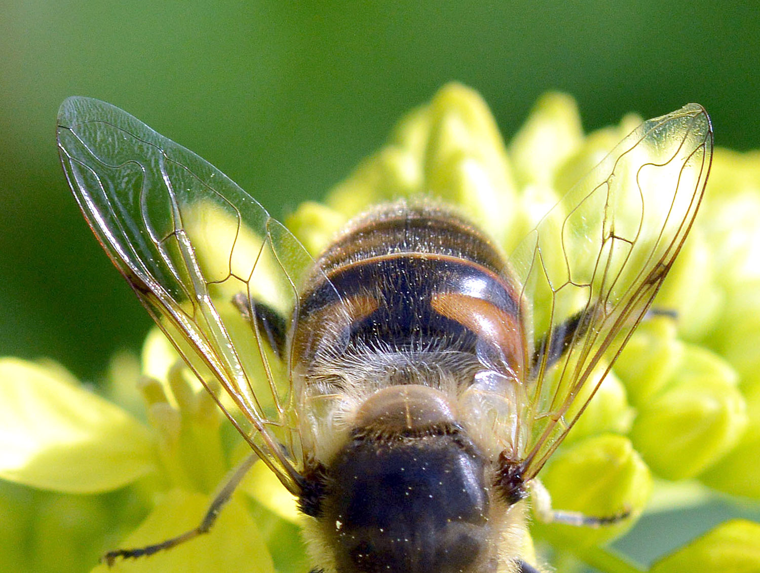 Mosca zángano, Eristalis tenax (Diptera, Syrphidae, Eristalinae) – El ...