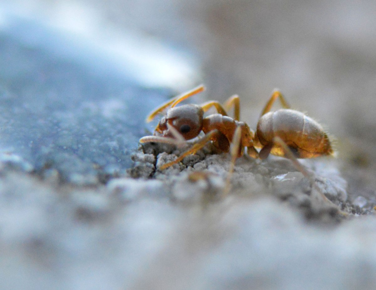 Lasius neglectus (Fromicidae) en Talamanca – El desinsectador y ...