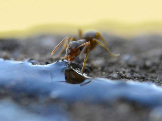 Lasius neglectus (Fromicidae) en Talamanca – El desinsectador y ...