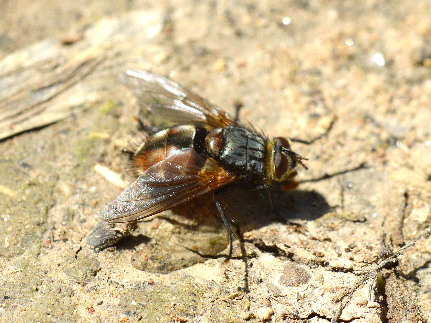 Moscas taquínidas (Diptera, Tachinidae) – El desinsectador y desratizador