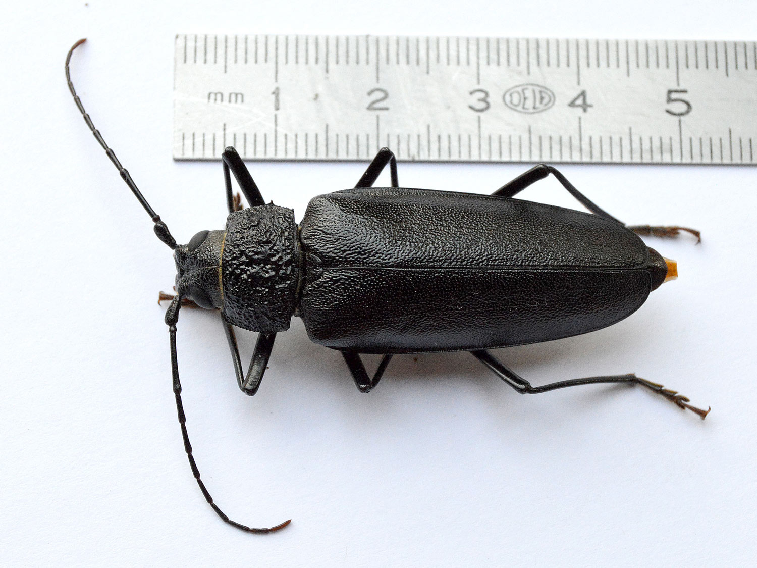 Una hembra de Ergates faber (Coleoptera, Cerambycidae), escarabajo ...