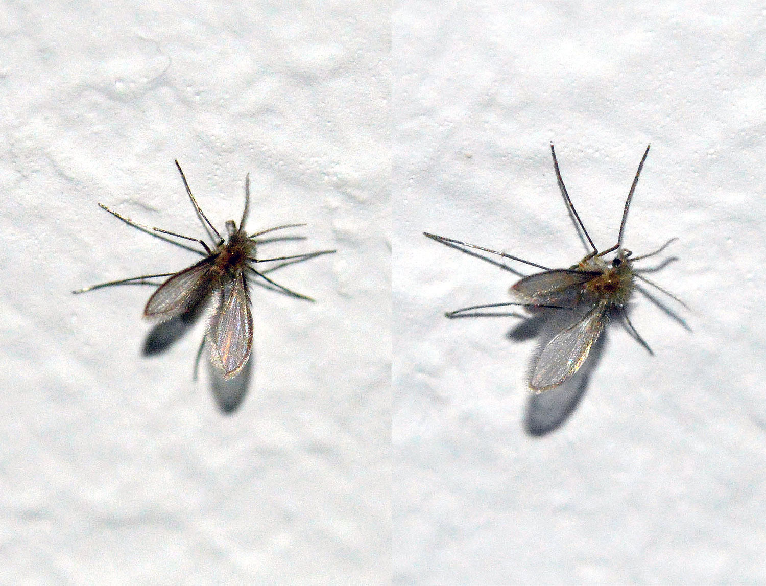 Habones producidos por flebotomo (Diptera, Phlebotominae) – El ...