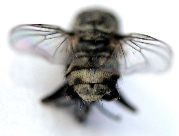 Sobre Stomoxys calcitrans (Diptera, Muscidae) o mosca del establo – El ...