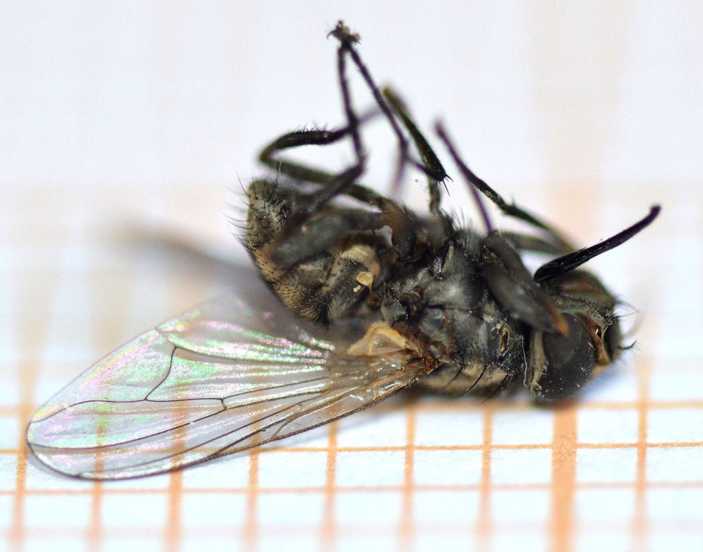 Sobre Stomoxys calcitrans (Diptera, Muscidae) o mosca del establo – El ...