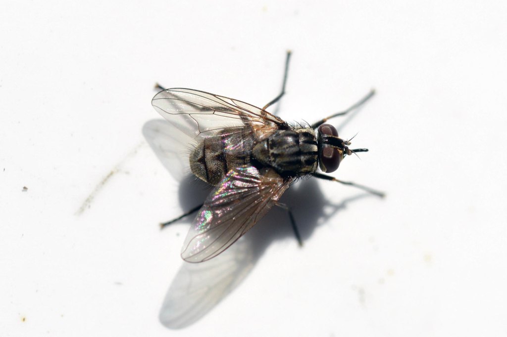 Sobre Stomoxys calcitrans (Diptera, Muscidae) o mosca del establo – El ...