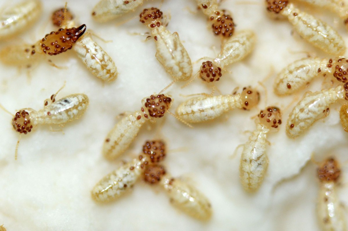 Síntomas de eliminación de una colonia de termitas subterráneas ...