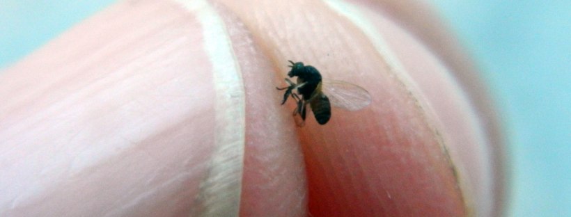 Una mosca negra, Simulium (Diptera, Simuliidae), en Burgos – El ...
