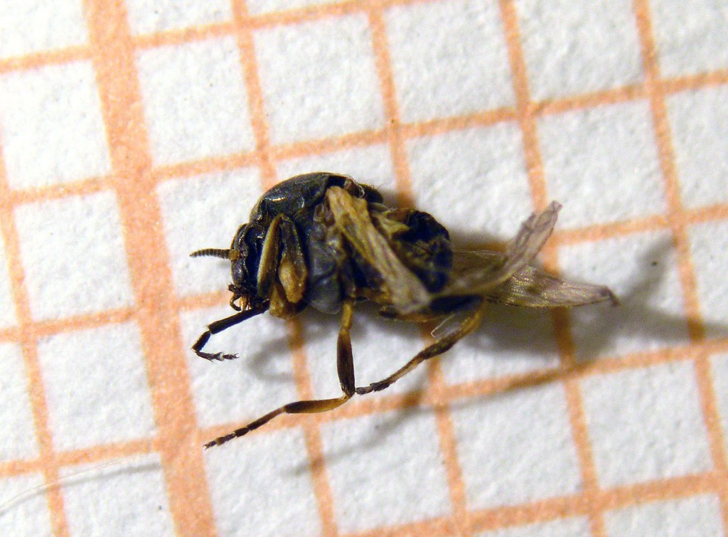 Una mosca negra, Simulium (Diptera, Simuliidae), en Burgos – El ...