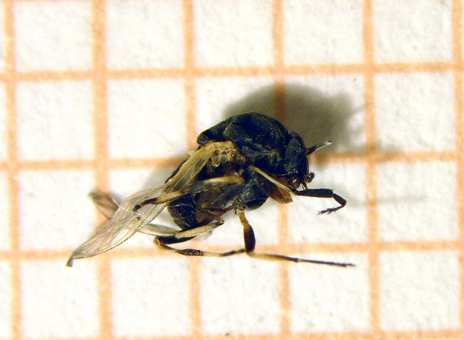 Una mosca negra, Simulium (Diptera, Simuliidae), en Burgos – El ...