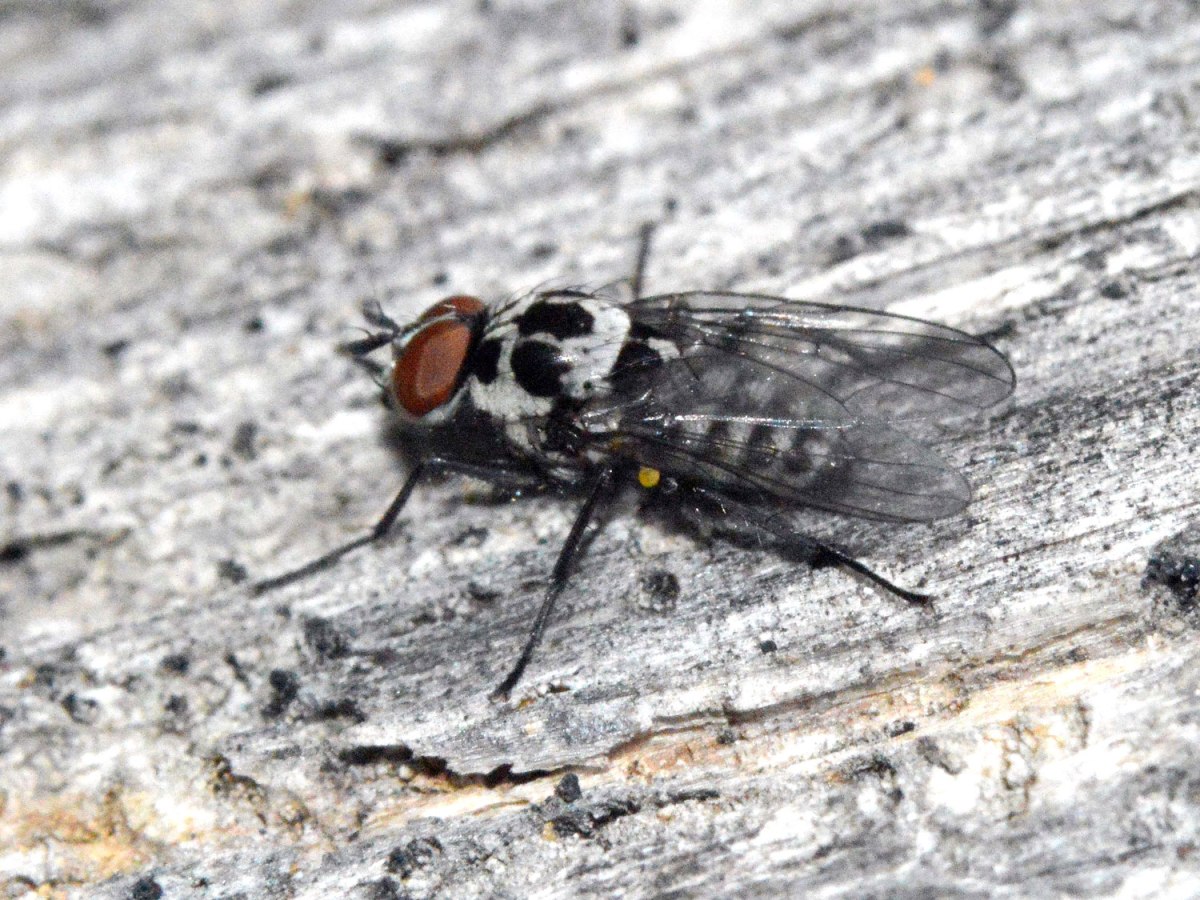 Mosca Anthomyia (Diptera, Anthomyiidae) – El desinsectador y desratizador
