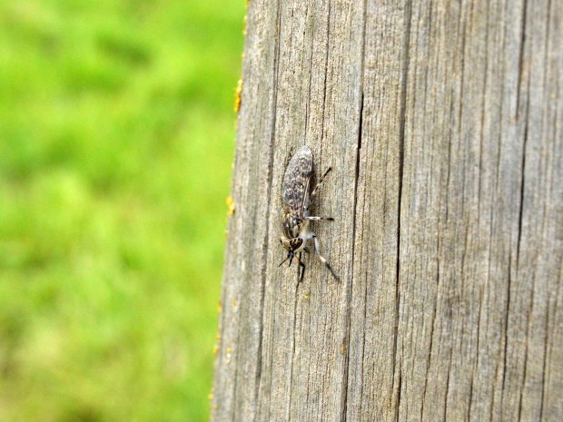 Tábano gris mate, Haematopota (Diptera, Tabanidae) – El desinsectador y ...