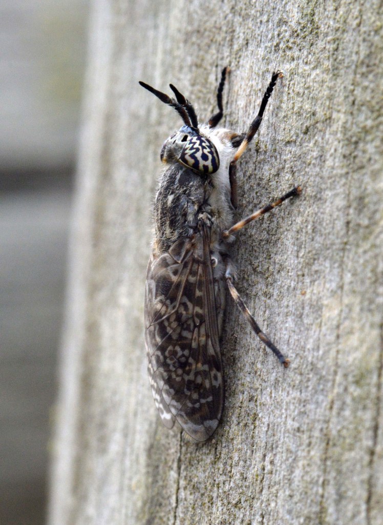 Tábano gris mate, Haematopota (Diptera, Tabanidae) – El desinsectador y ...