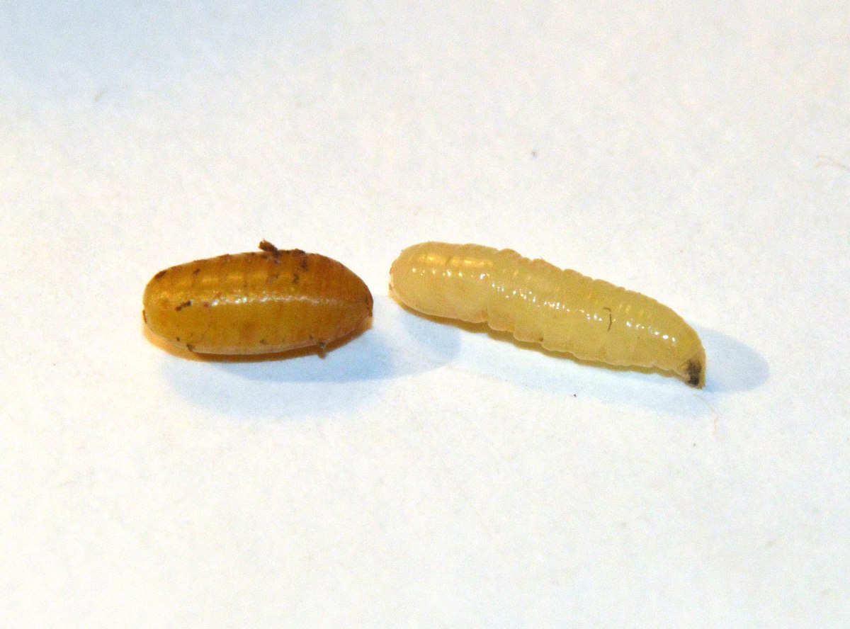 Sobre la mosca del olivo, Bactrocera oleae (Diptera, Tephritidae) – El ...