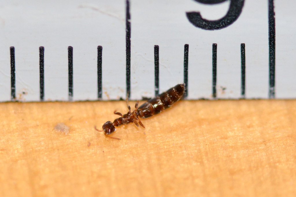 Apuntes sobre Sclerodermus domesticus (Hymenoptera, Behtylidae) – El ...