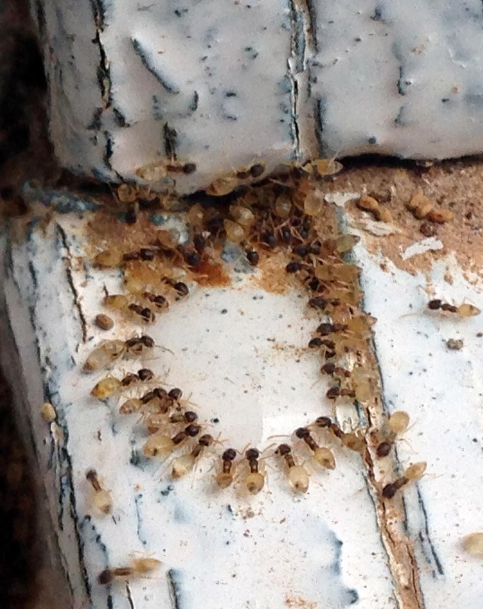 Entrevista a Luca Genicco – El desinsectador y desratizador