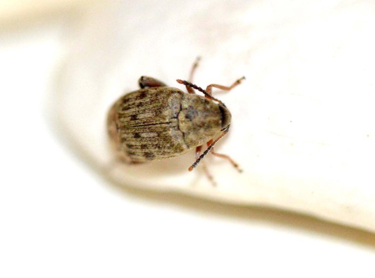 Sobre el gorgojo de las judías, Acanthoscelides obtectus (Coleotera ...