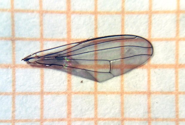 Mosca patilarga patinadora Hydrophorus (Diptera, Dolichopodidae) en un ...