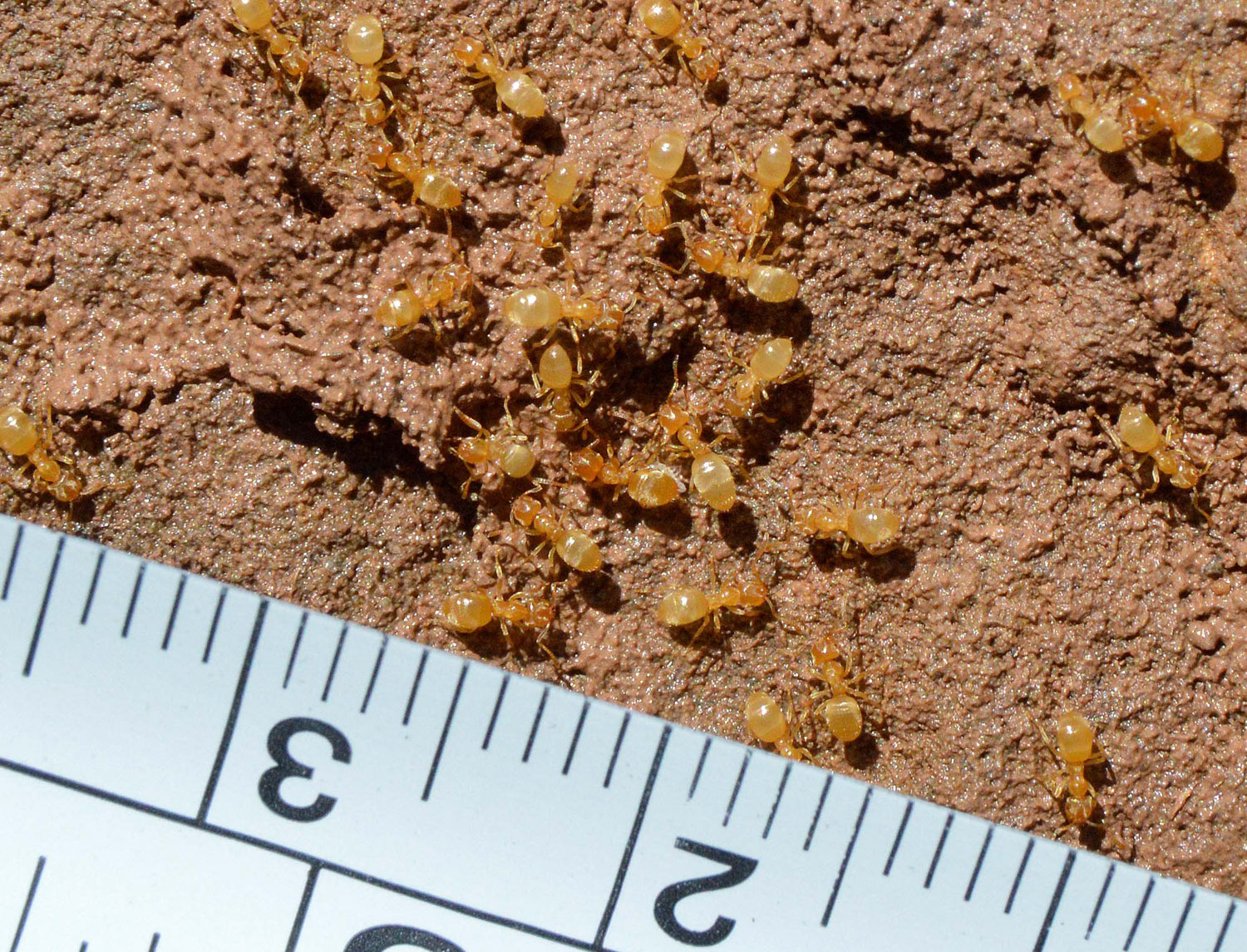 Hormigas amarillas Lasius (Cautolasius) (Hymenoptera, Formicidae) – El ...