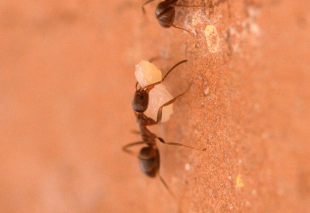 Hormiga argentina (Hymenoptera, Formicidae) en plena crianza, difícil ...