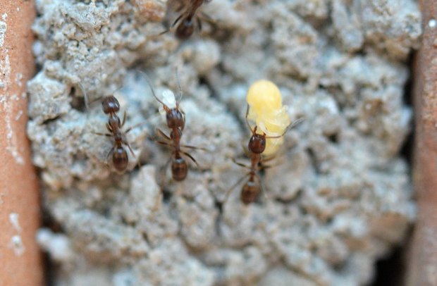 Hormiga argentina (Hymenoptera, Formicidae) en plena crianza, difícil ...
