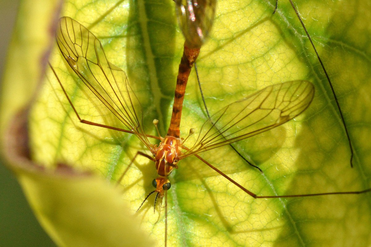 Una pareja de típulas exóticas (Diptera, Tipulidae) en Utxesa, Lleida ...