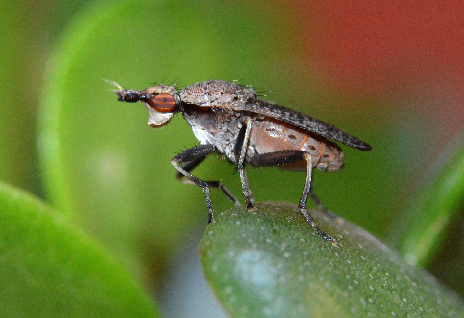 Un bello ejemplar de Euthycera (Diptera, Sciomyzidae) – El desinsectador y desratizador