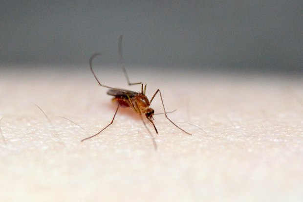 Culex modestus (Diptera, Culicidae) en el Delta del Ebro – El ...