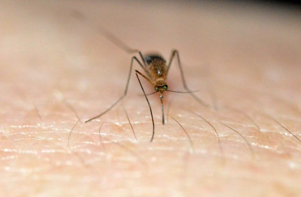 Culex modestus (Diptera, Culicidae) en el Delta del Ebro – El ...