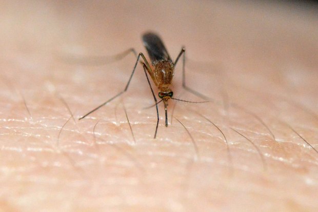 Culex modestus (Diptera, Culicidae) en el Delta del Ebro – El ...